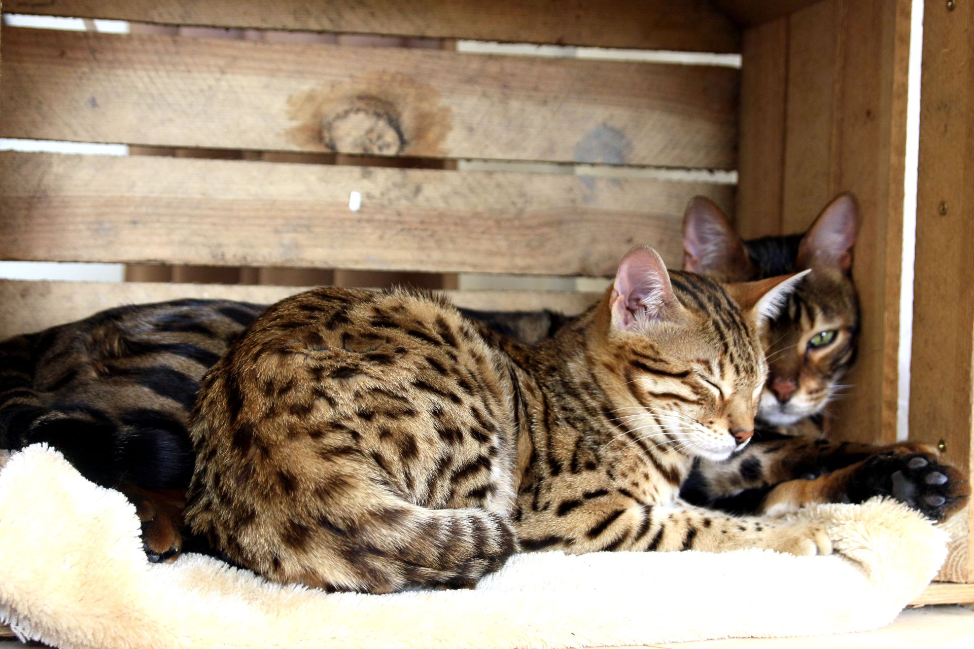 Bengalkatze