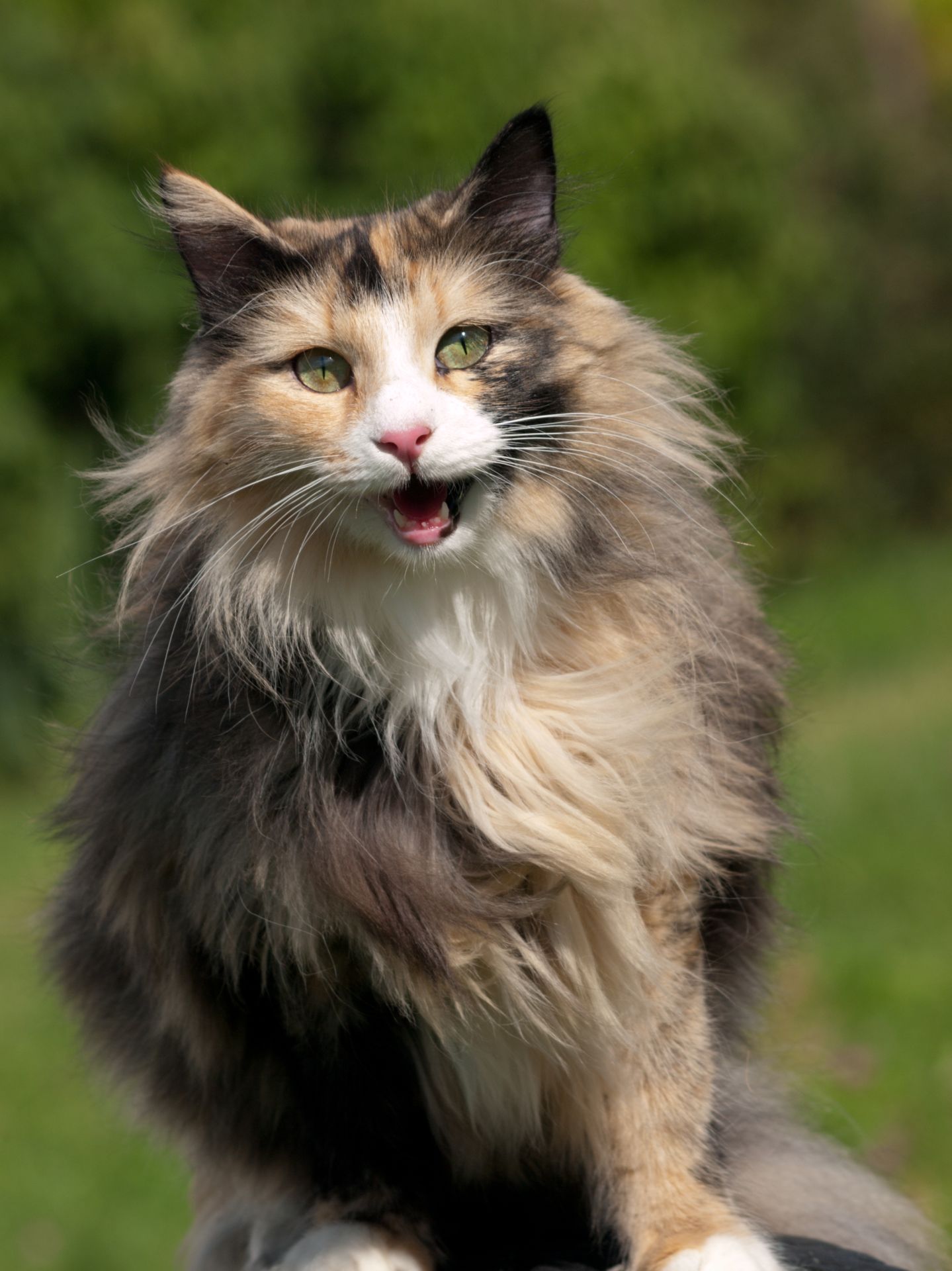 Norwegische Waldkatze