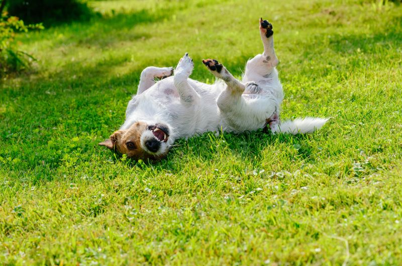 Grasmilben beim Hund - Grasmilben beim Hund vermeiden
